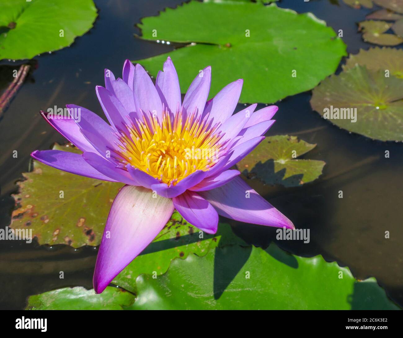 Lavender colored water lily hi-res stock photography and images - Alamy