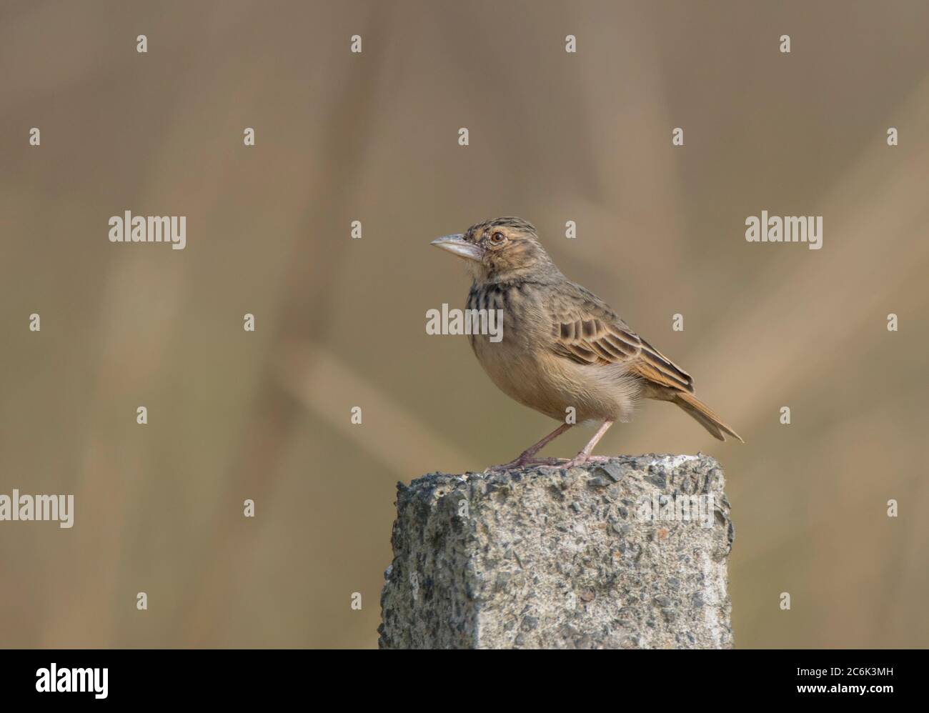 A wild bird on the pillar at morning light in grassland Stock Photo - Alamy