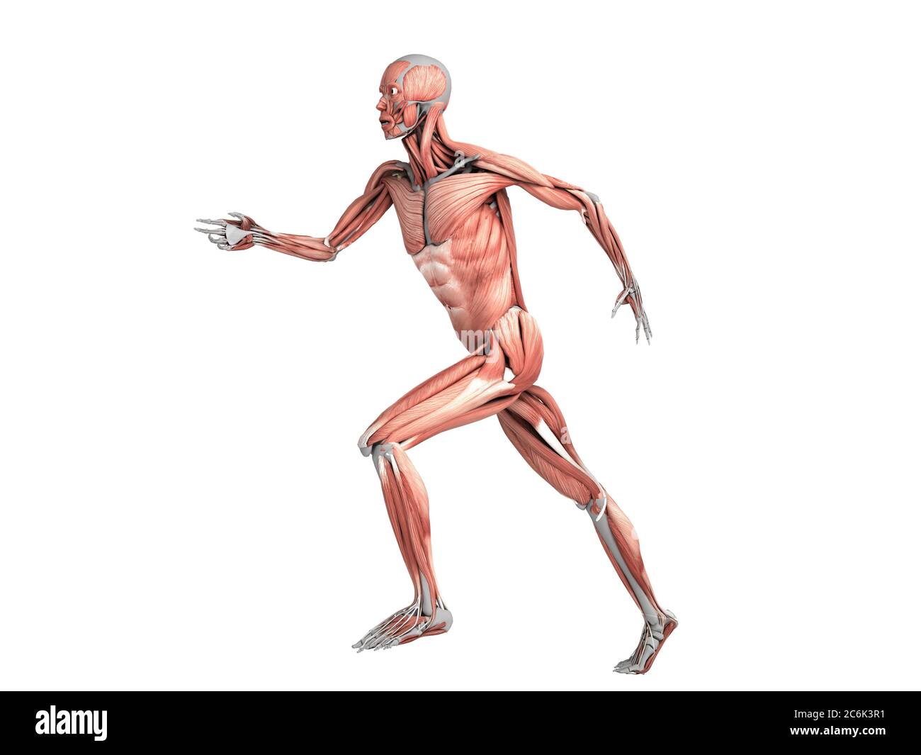 medically accurate illustration of a human muscle system run pose 3d ...