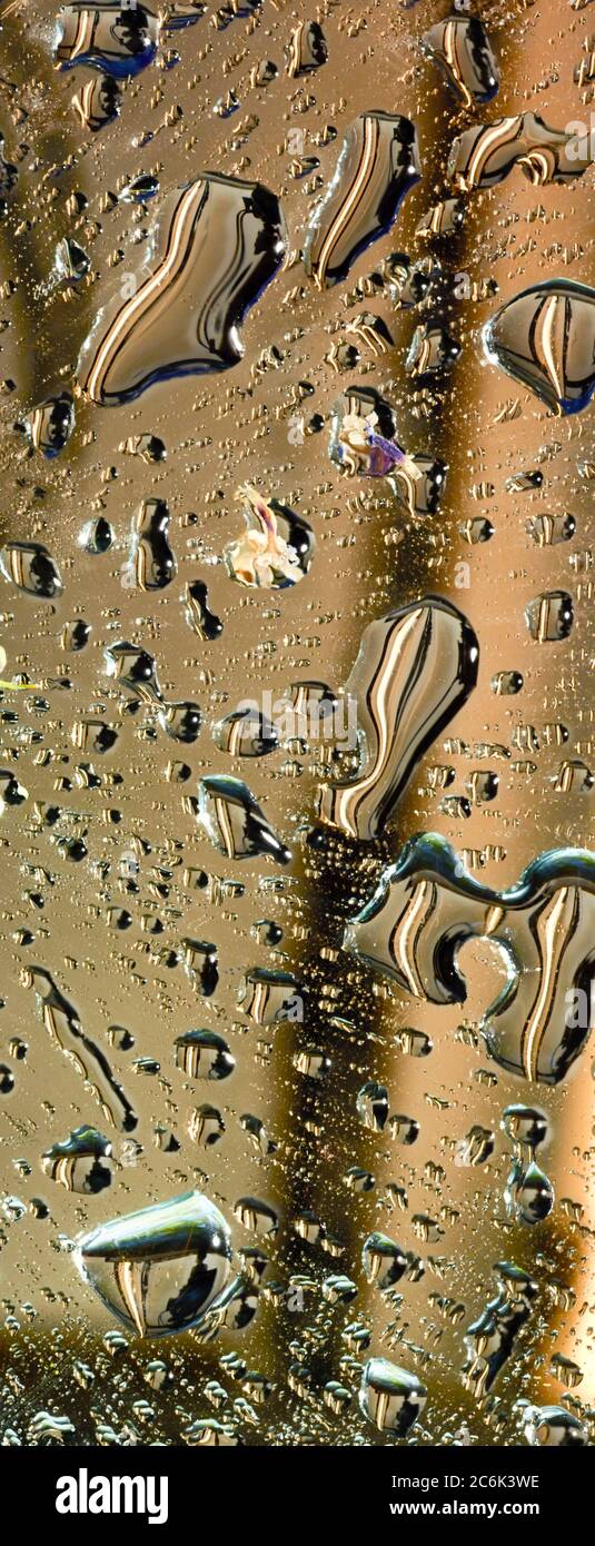 Colour infused water droplets, bubbles, natural environmental portrait ...