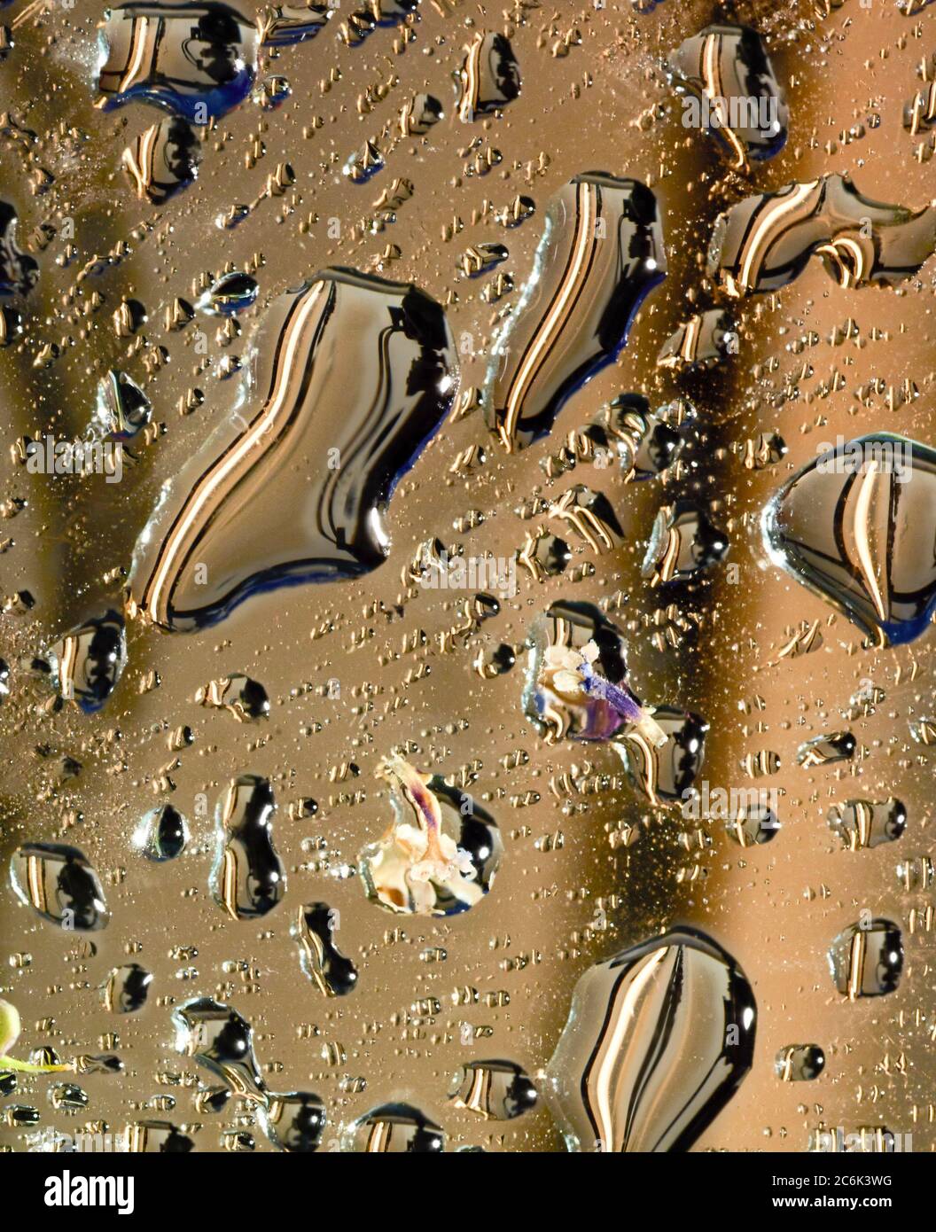 Colour infused water droplets, bubbles, natural environmental portrait ...