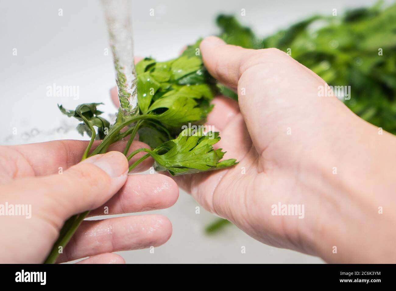 hands and parsley under running water. Wash greens. Girl washes parsley ...