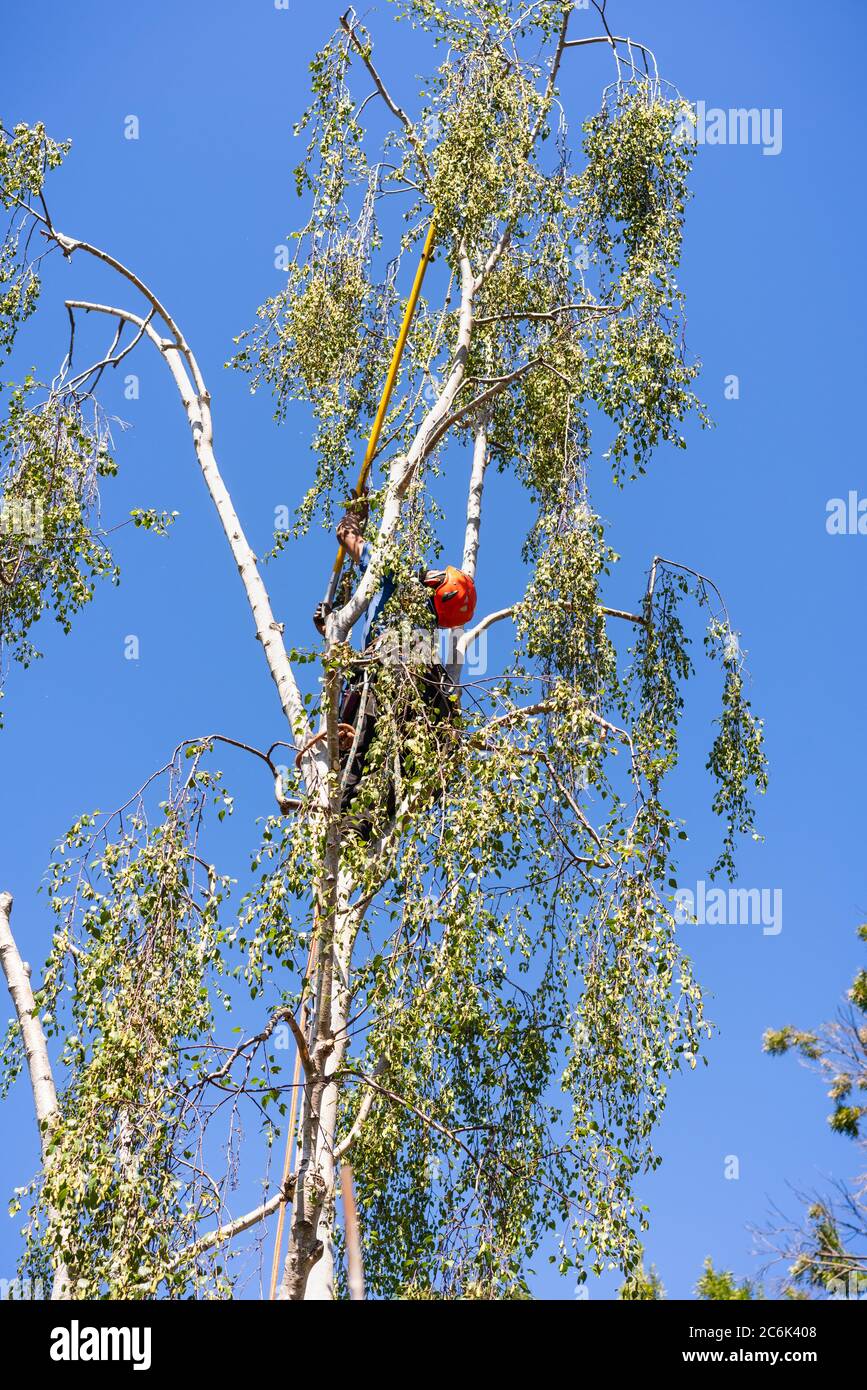 Worker high up in a birch tree, trimming the branches; California Stock ...