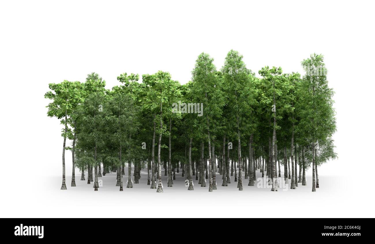 Green trees isolated on white background Forest and foliage in summer ...