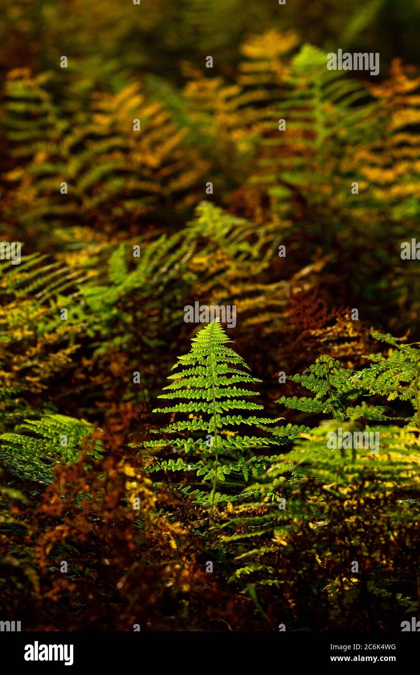 Field with autumn ferns hi-res stock photography and images - Alamy