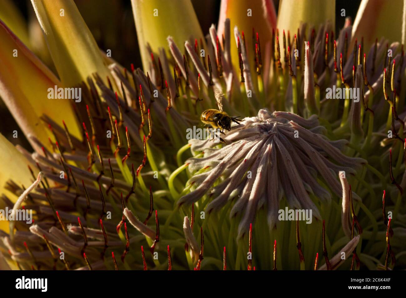 Protea mellifera hi-res stock photography and images - Alamy
