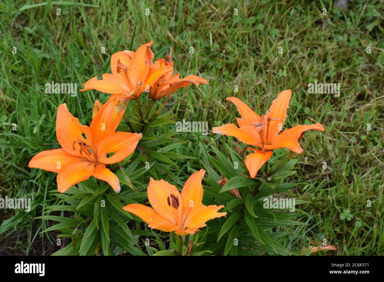 Orange Lilly’s in an Irish Countryside in Co. Laois, Ireland Stock ...