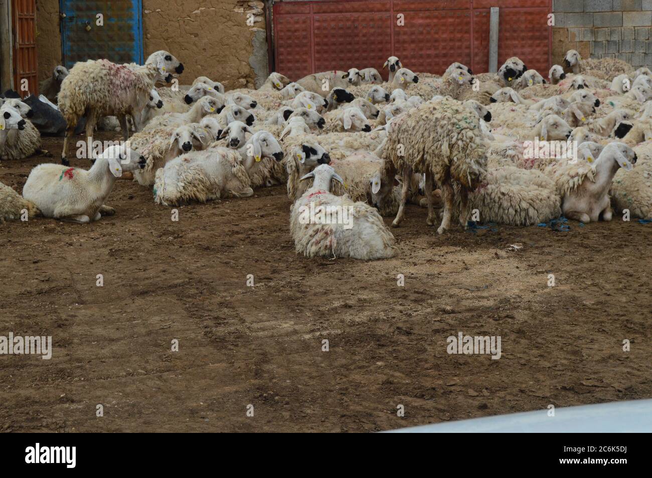 Flock of sheep in shock with sudden door opening Stock Photo - Alamy