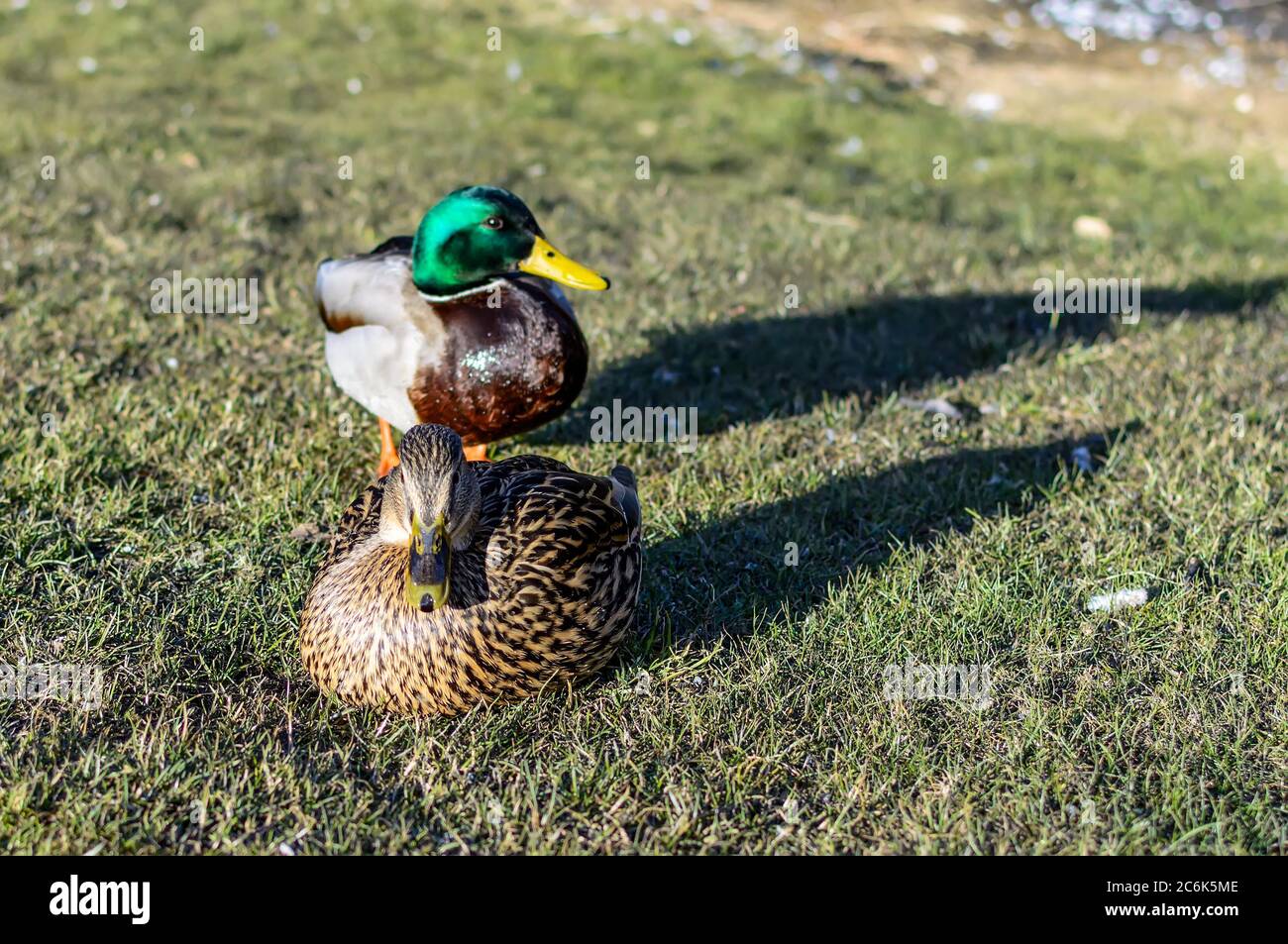 Female (front) and male (back) mallards sitting on land on grass Stock ...