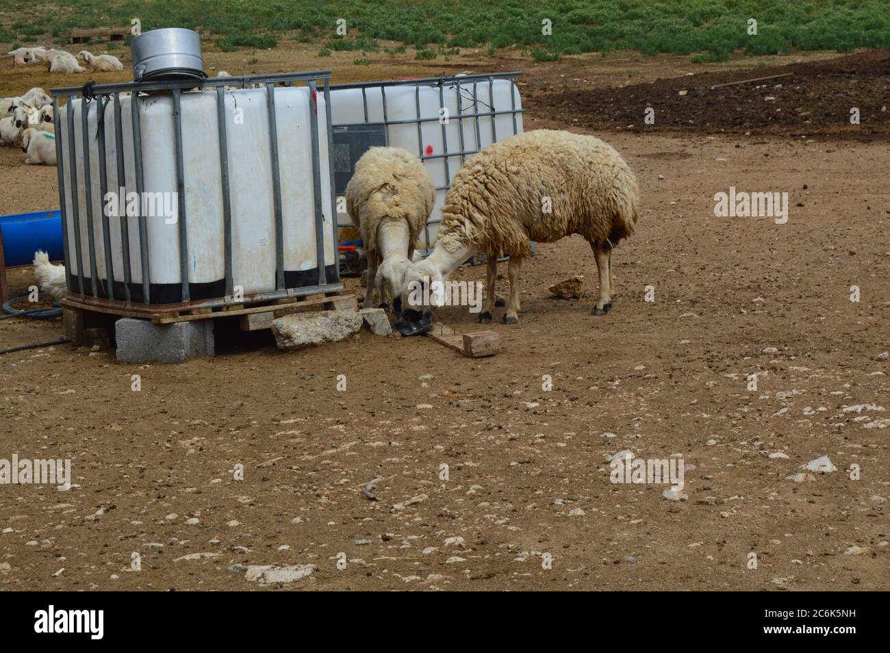 Flock of sheep in shock with sudden door opening hi-res stock ...