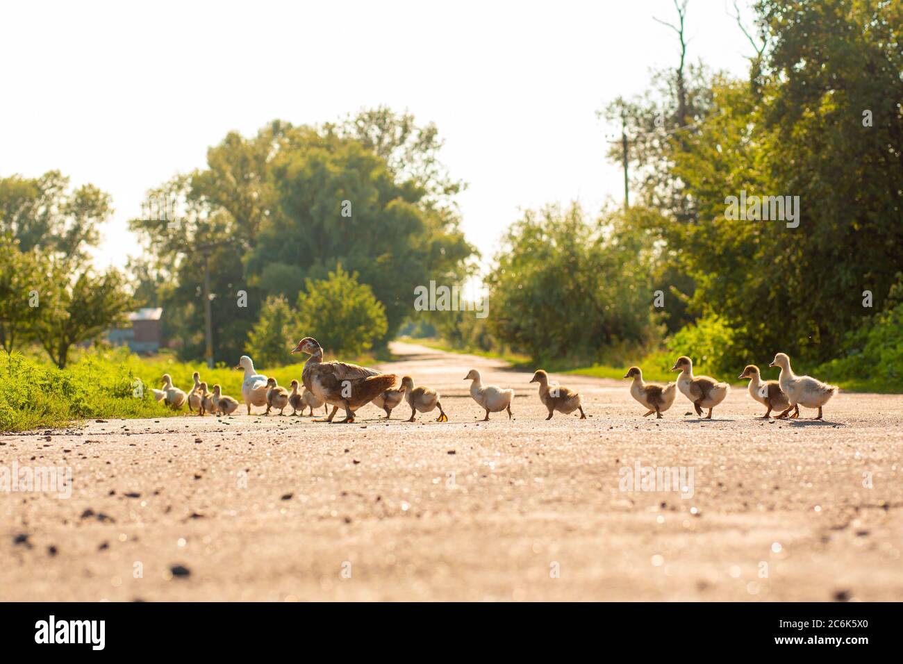 A duck leads its ducklings across the road. Mother duck with little ...
