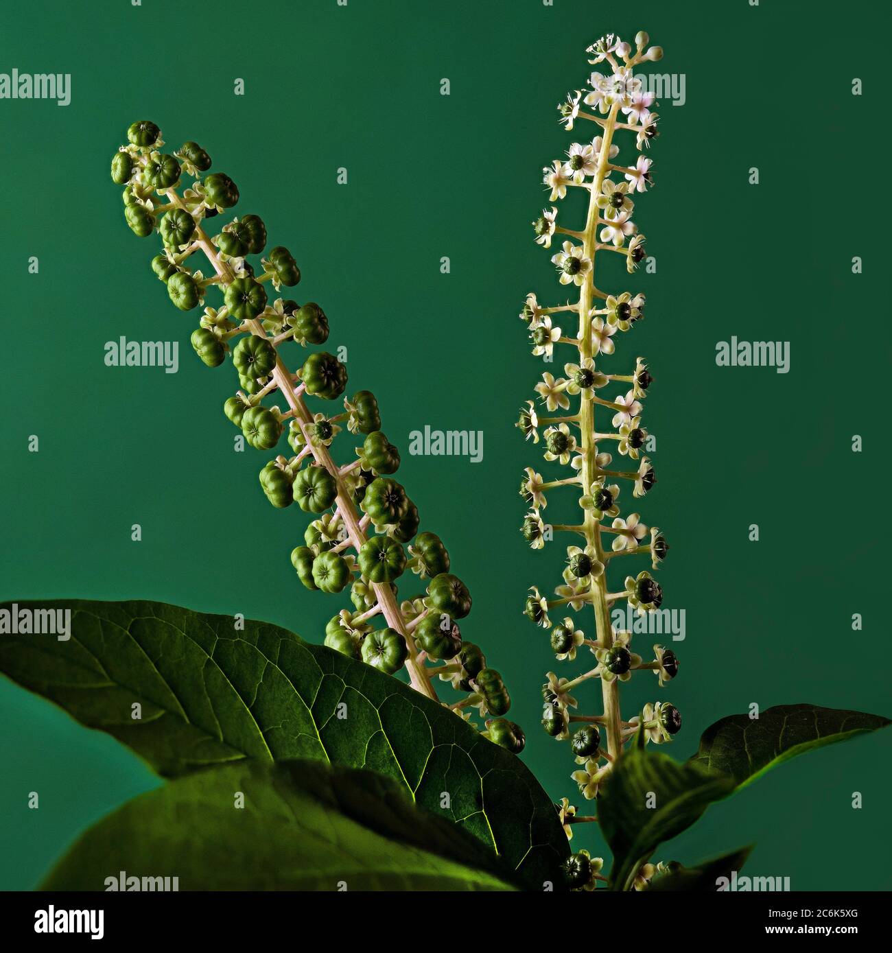 Flowers and seeds of Phytolacca americana Stock Photo - Alamy