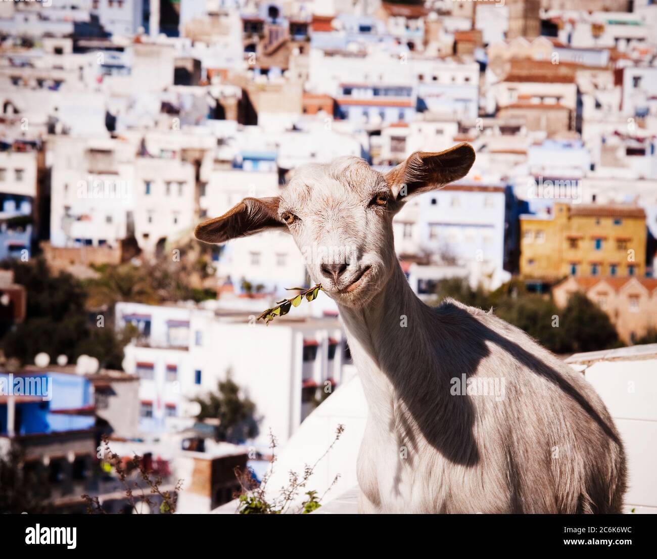 Domestic goat with the city of Chefchaouen in the backgrounds, Atlas ...