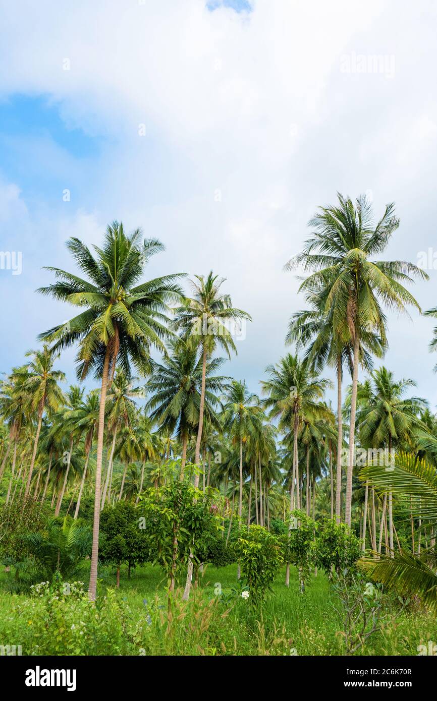 palm grove. Palm trees in the tropical jungle. Symbol of the tropics ...