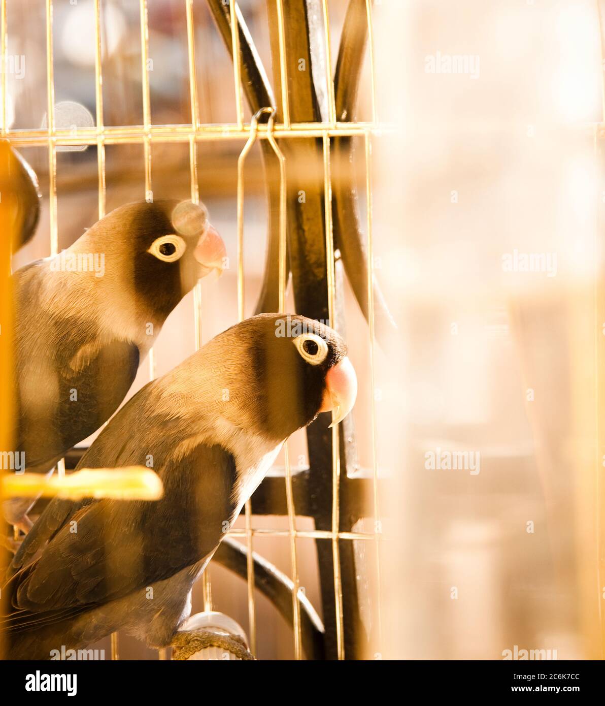 Birds in a cage hi-res stock photography and images - Alamy