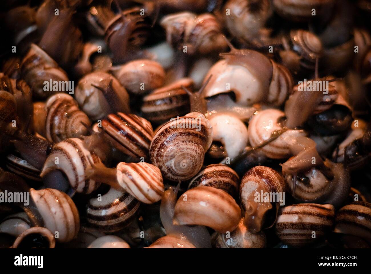 snails for sale at a market in Fes, Morocco Stock Photo - Alamy