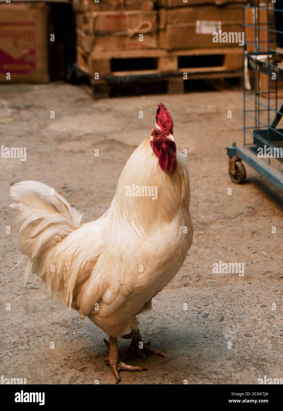 Chicken in Fes, Morocco Stock Photo - Alamy