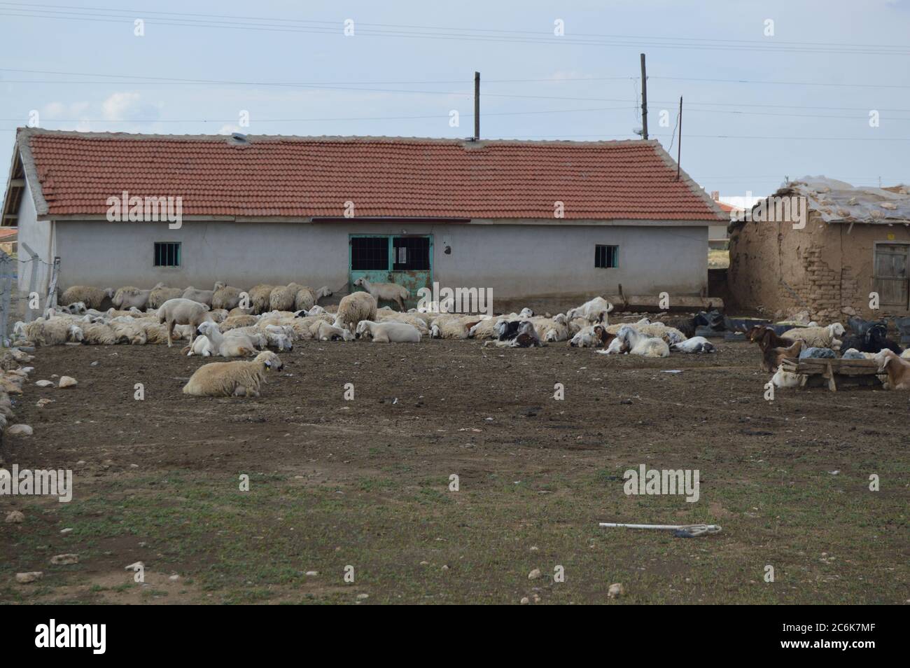 Flock of sheep in shock with sudden door opening Stock Photo - Alamy