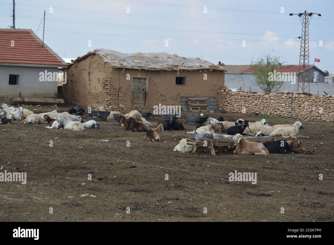 Flock of sheep in shock with sudden door opening Stock Photo - Alamy