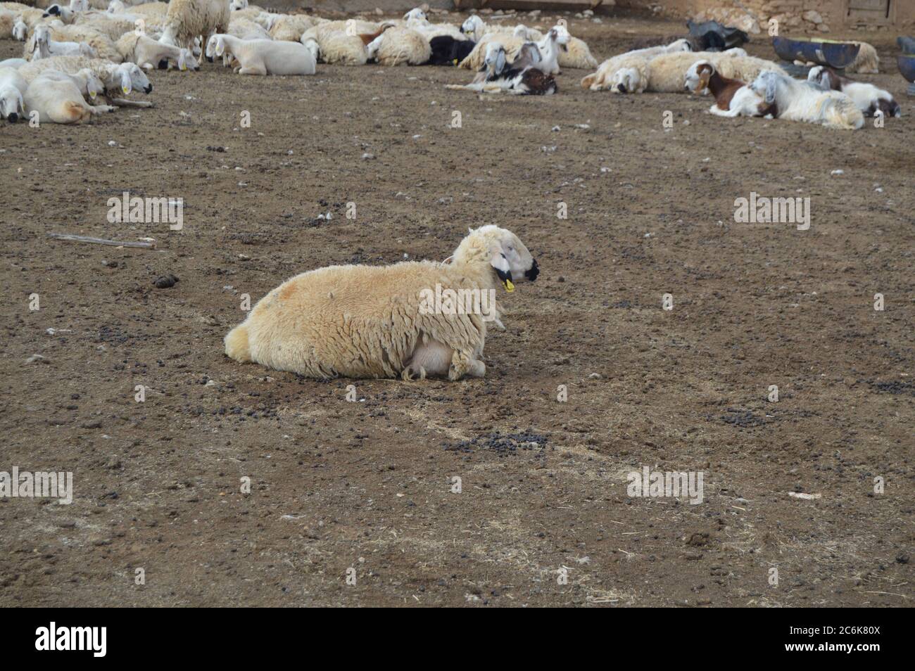 Flock of sheep in shock with sudden door opening Stock Photo - Alamy