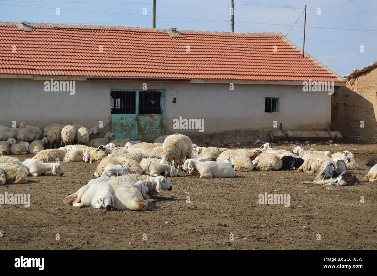 Flock of sheep in shock with sudden door opening Stock Photo - Alamy