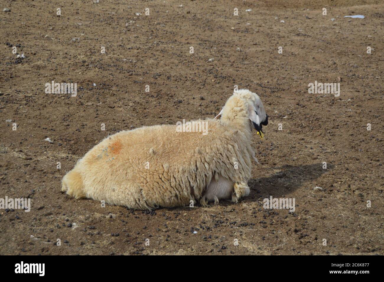 Flock of sheep in shock with sudden door opening Stock Photo - Alamy