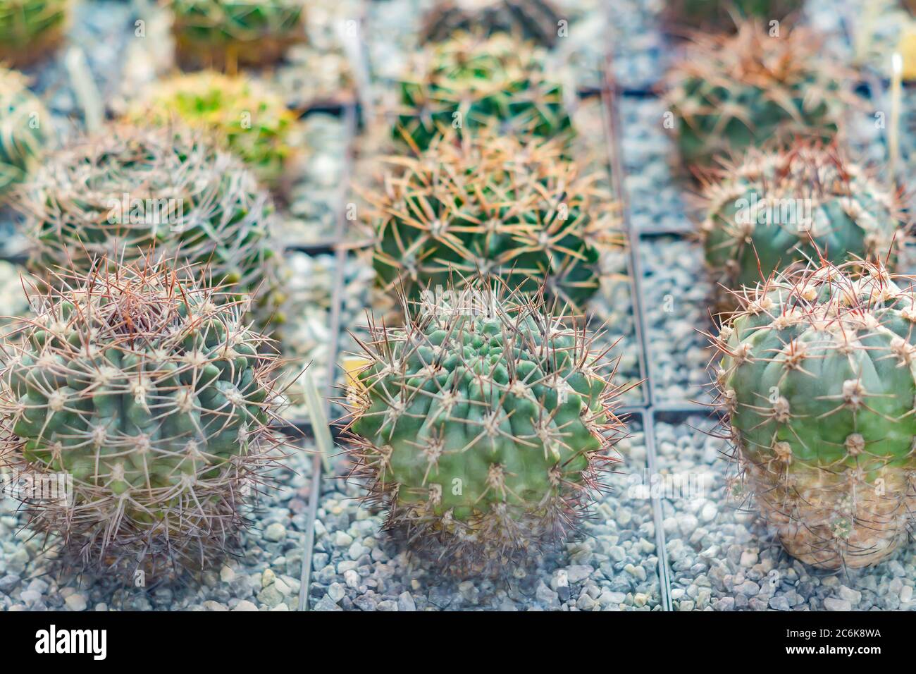Beautiful flowering cacti collection hi-res stock photography and ...