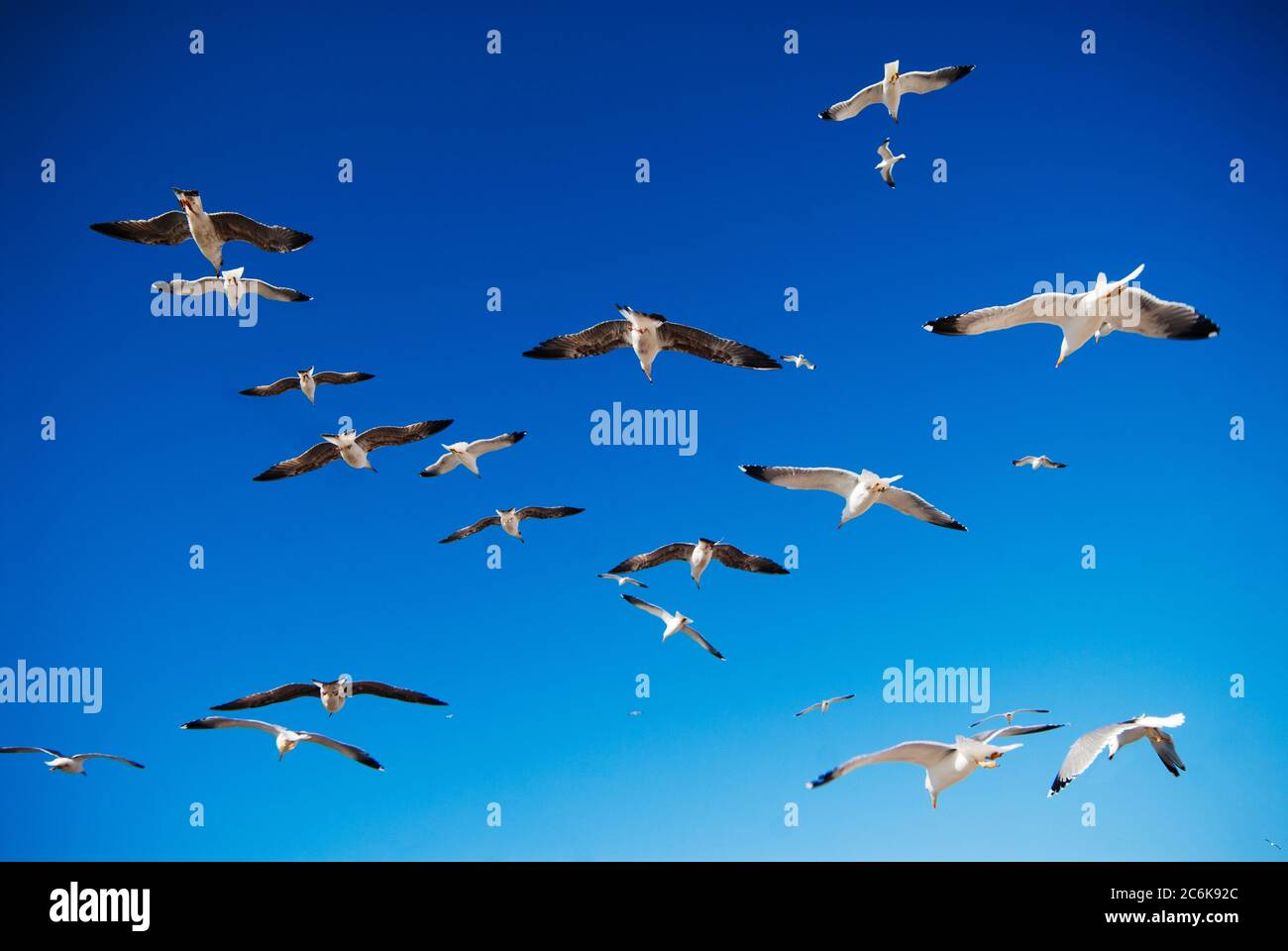 Birds of morocco hi-res stock photography and images - Alamy