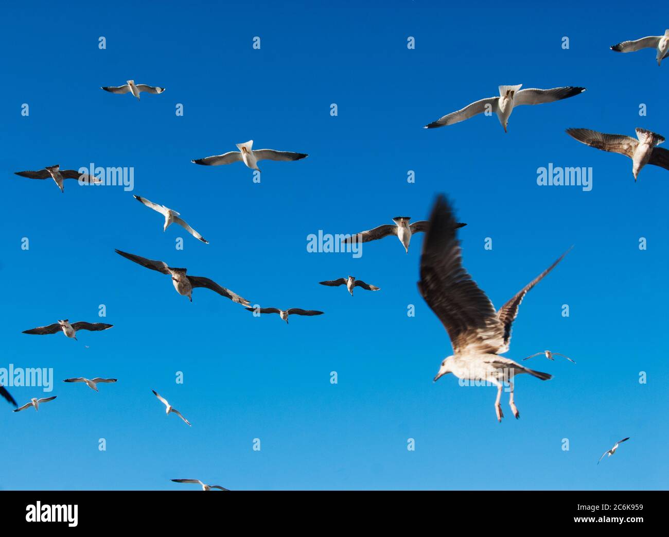 Seagulls V Formation