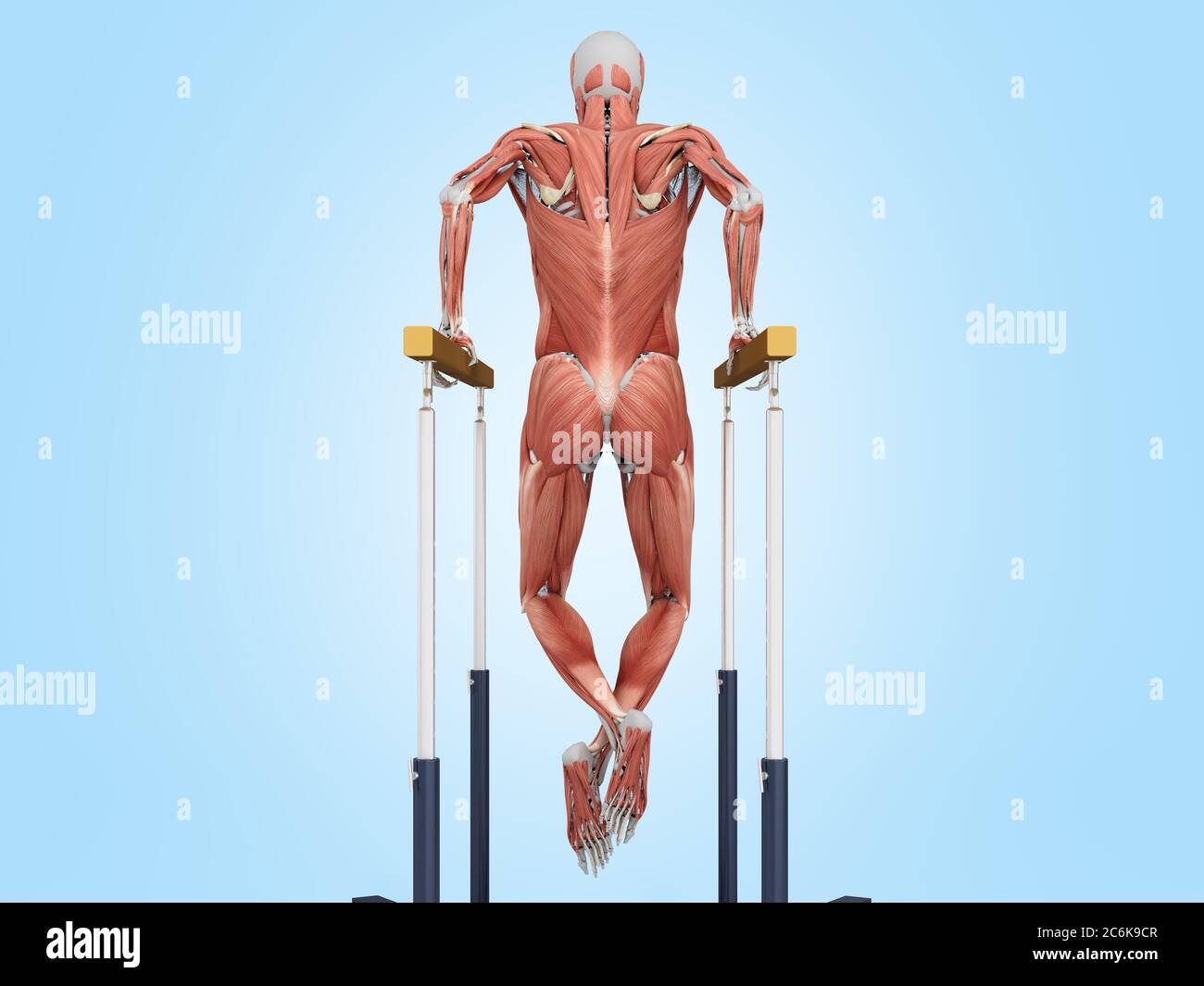 medically accurate illustration work of the human muscular system when ...