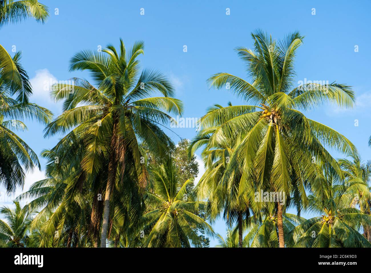 palm grove. Palm trees in the tropical jungle. Symbol of the tropics ...