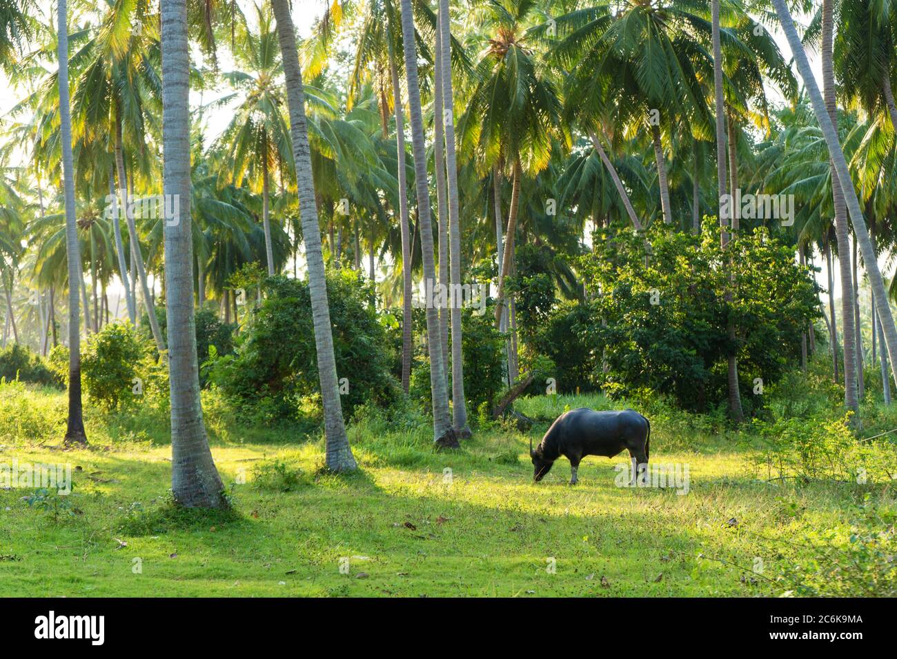 A buffalo with large horns grazes on the lawn in a green tropical ...
