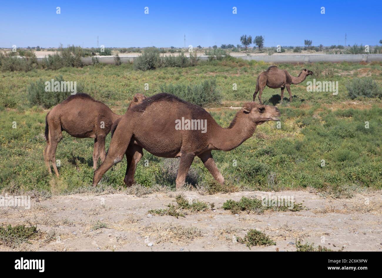 Camel caravan silk road hi-res stock photography and images - Alamy
