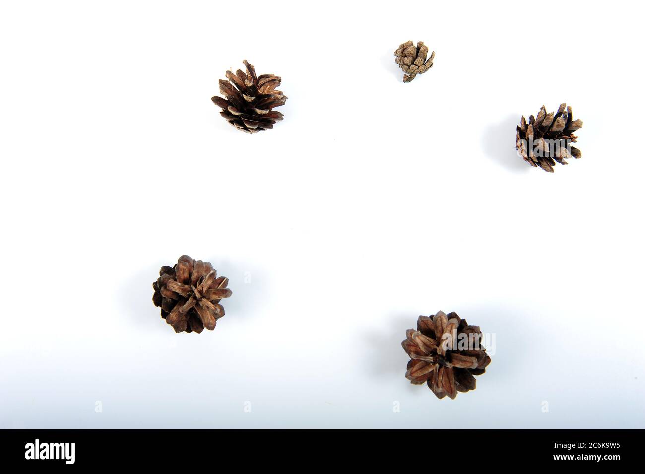 Five pine cones randomly placed in a circle on white surface ...