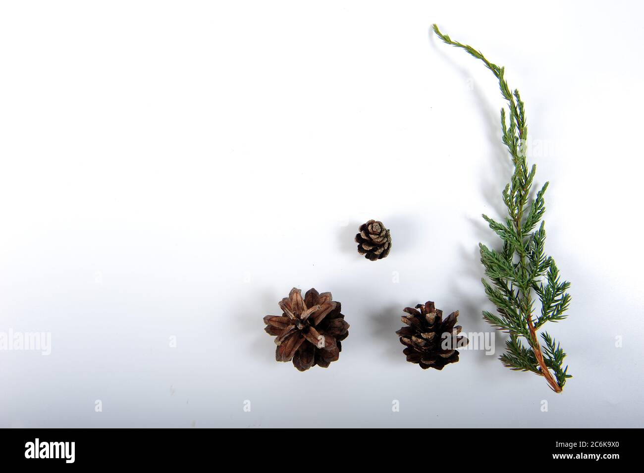 Three pine cones and a juniper twig shot against white. Copy space in ...
