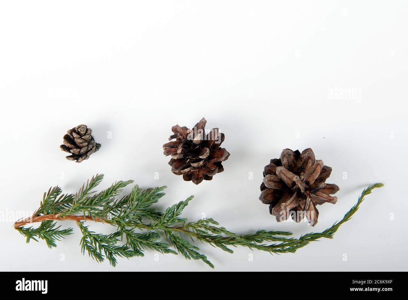 Juniper twig and three pinecones shot from above on white surface ...