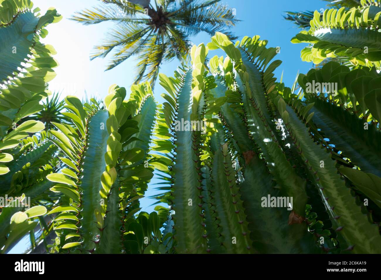 cactus Euphorbia trigona (African milk tree) bottom-up shot against the ...