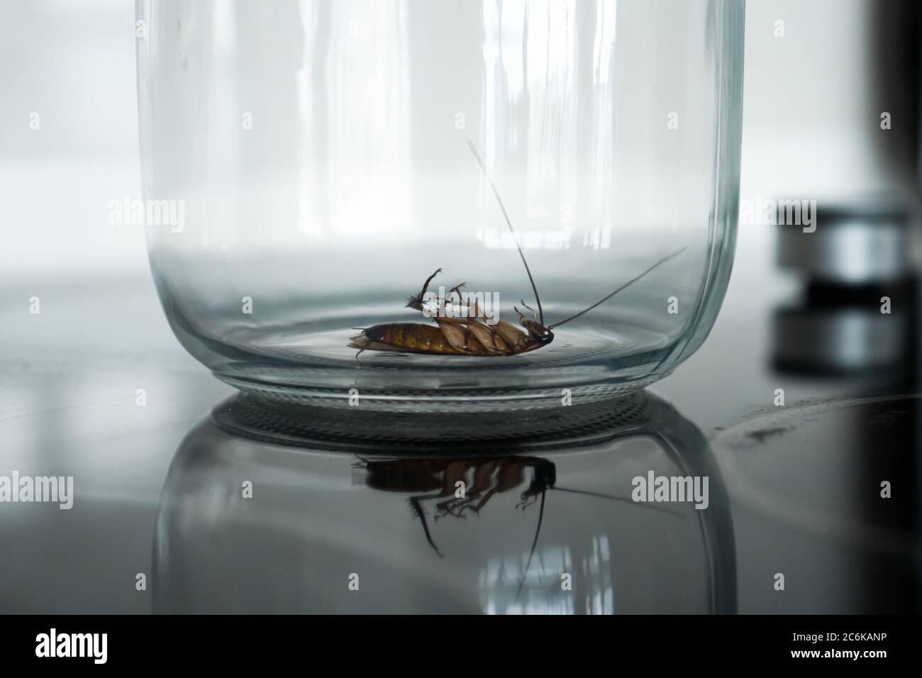 Cockroach in a glass jar in the kitchen Stock Photo - Alamy
