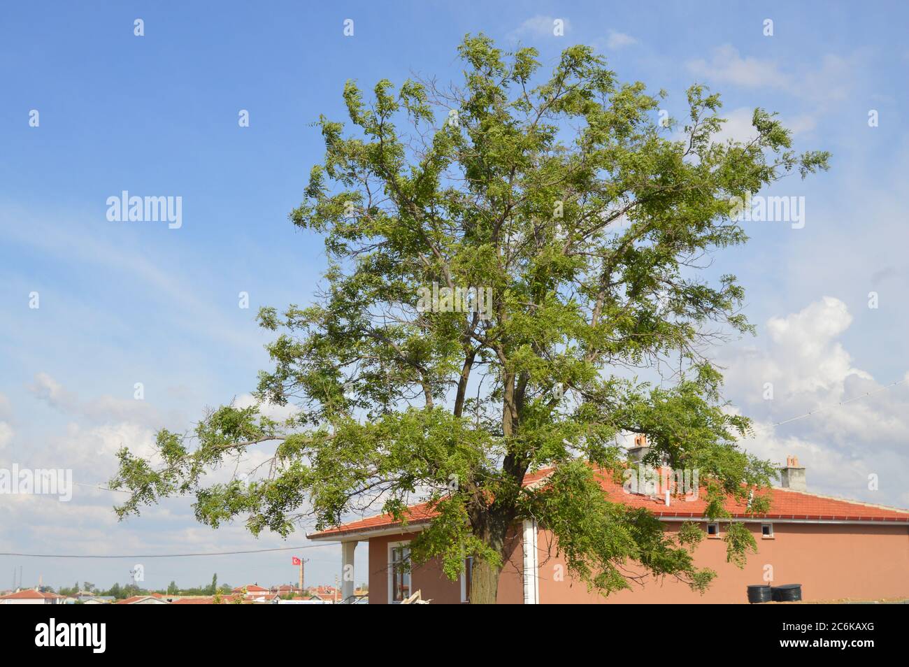 tree with large broad branches Stock Photo - Alamy