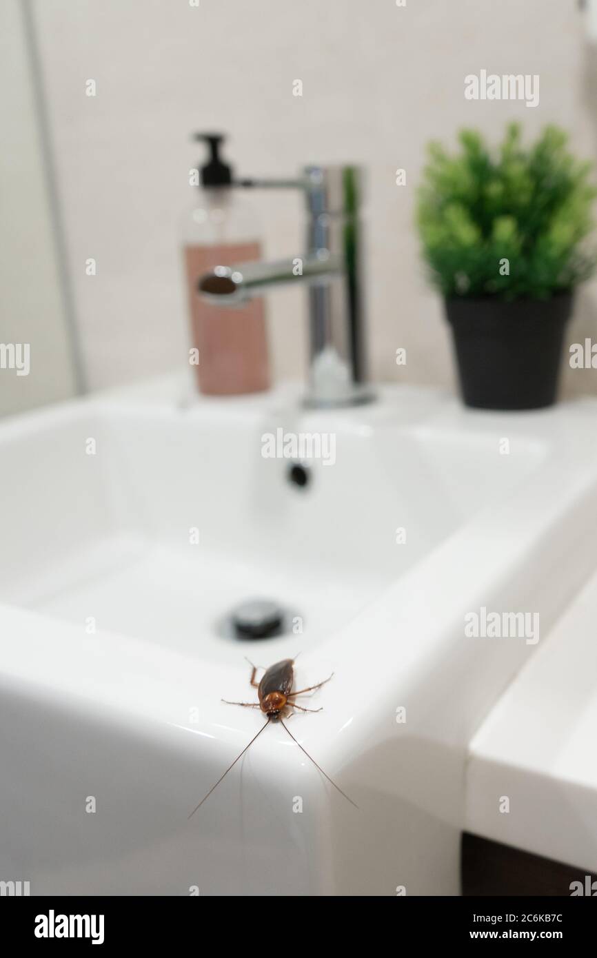 Cockroach in the bathroom on the sink. The problem with insects Stock ...
