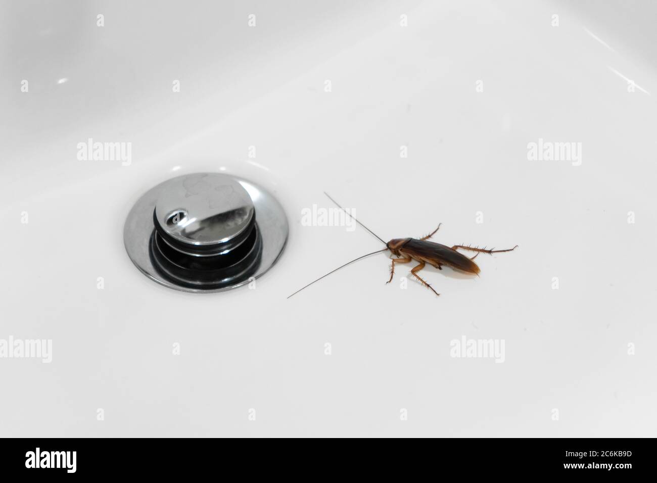 Cockroach in the bathroom on the sink. The problem with insects Stock ...