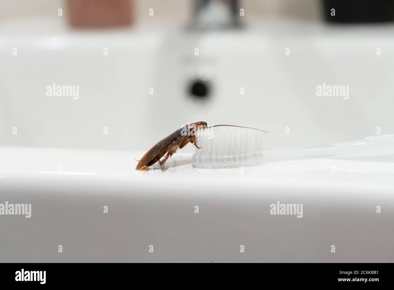 Cockroach in the bathroom on the sink. The problem with insects Stock ...