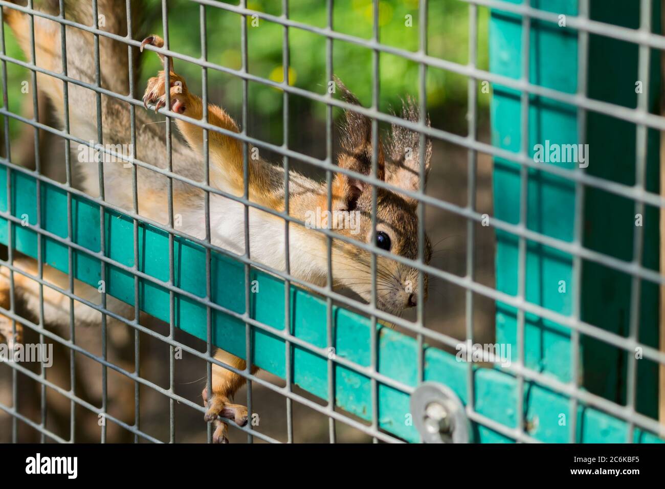 Squirrel in a cage hi-res stock photography and images - Alamy