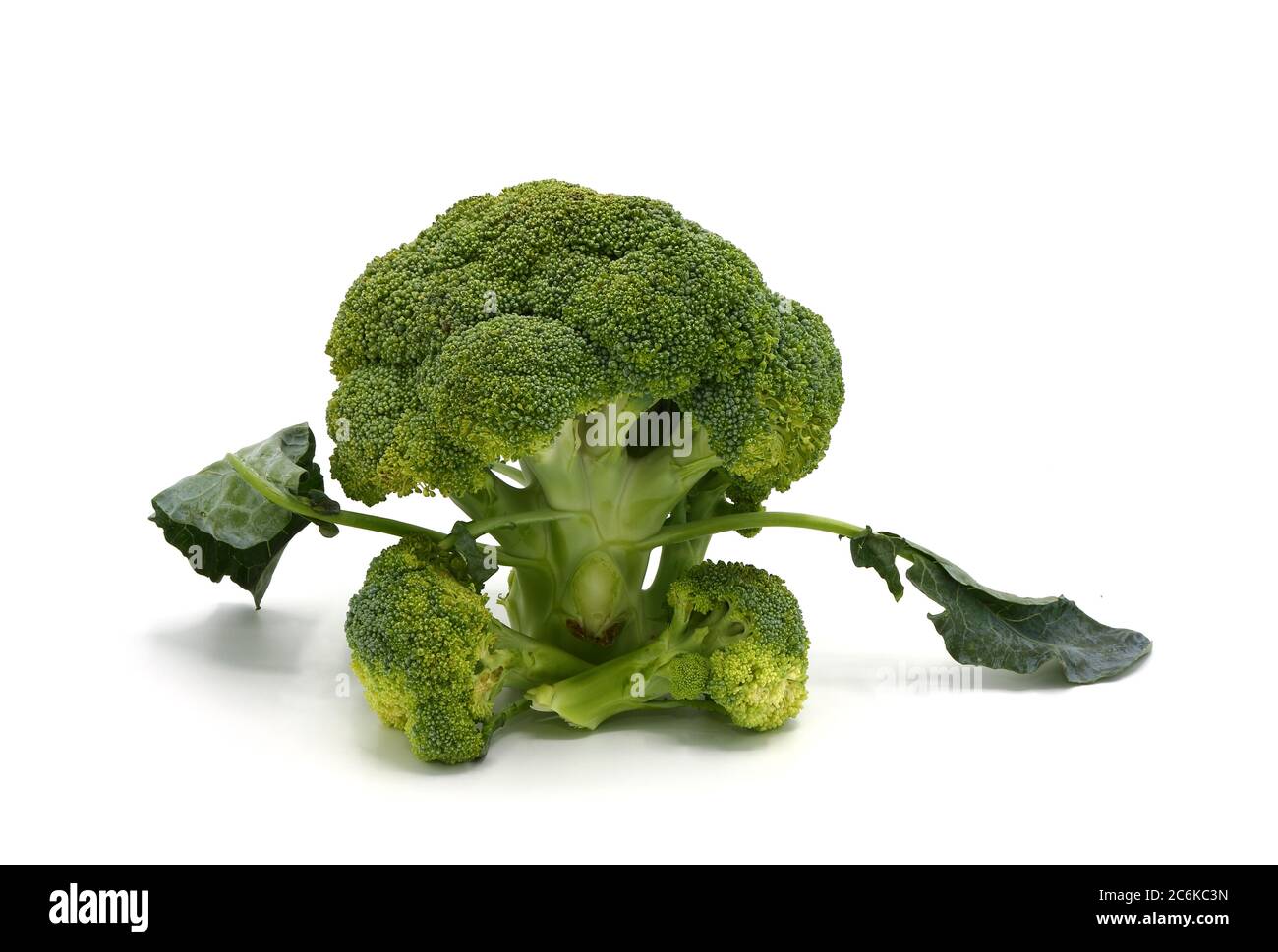 Raw broccoli inflorescence on a light background. Natural product ...