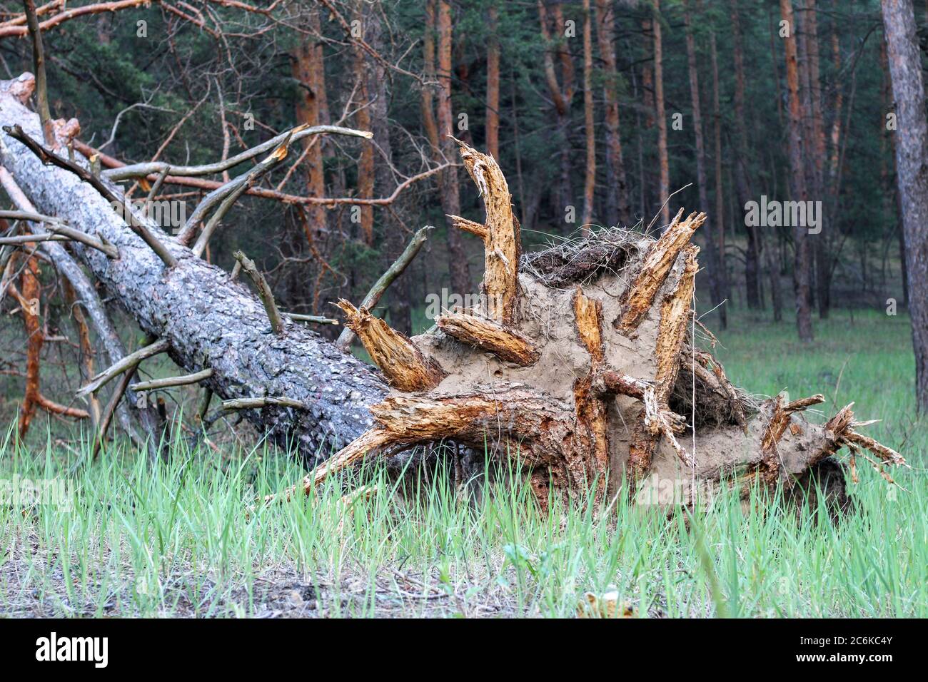 The roots of a tree lying on its side torn by a hurricane from the soil ...