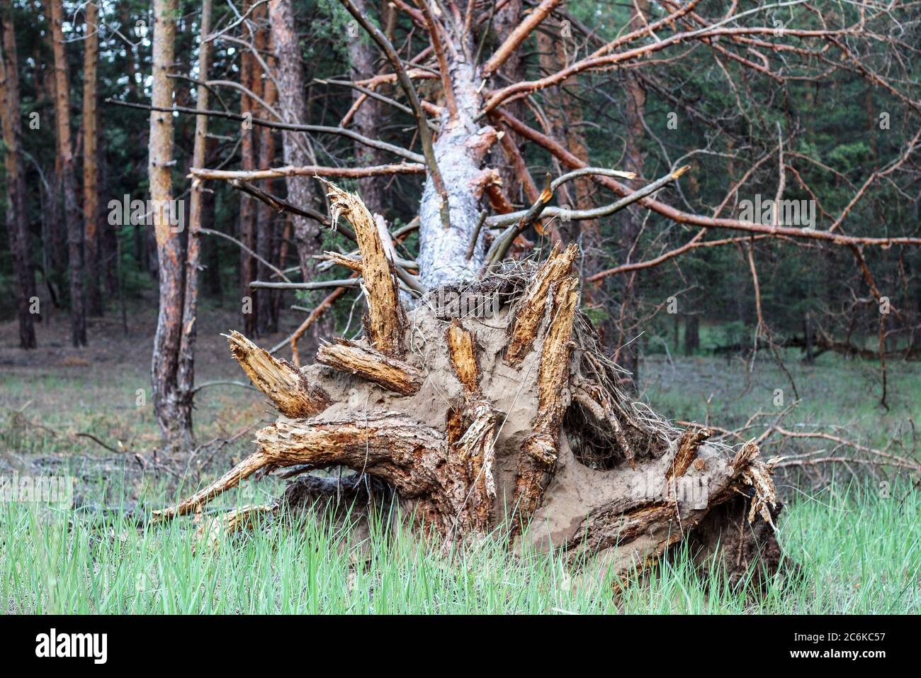 Broke the root of the tree hi-res stock photography and images - Alamy