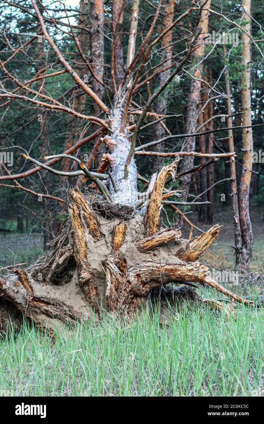 Vertical photo of the root of an old tree torn from the ground by a ...