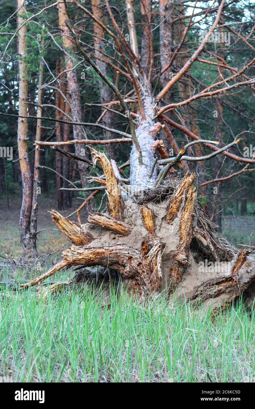 Vertical photo of the root of an old tree torn from the ground by a ...