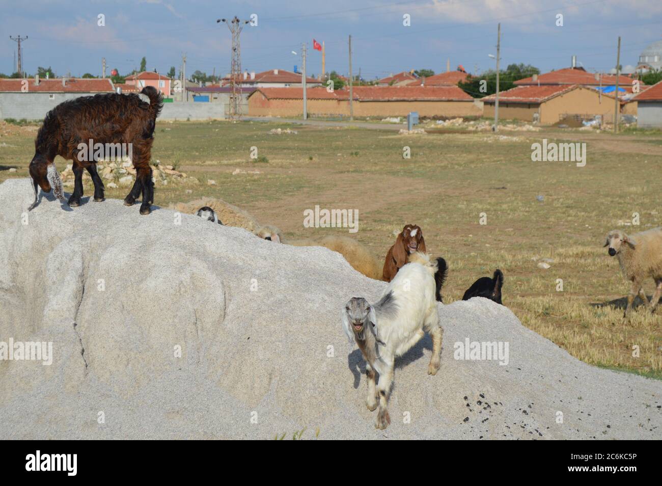Flock of sheep in shock with sudden door opening hi-res stock ...