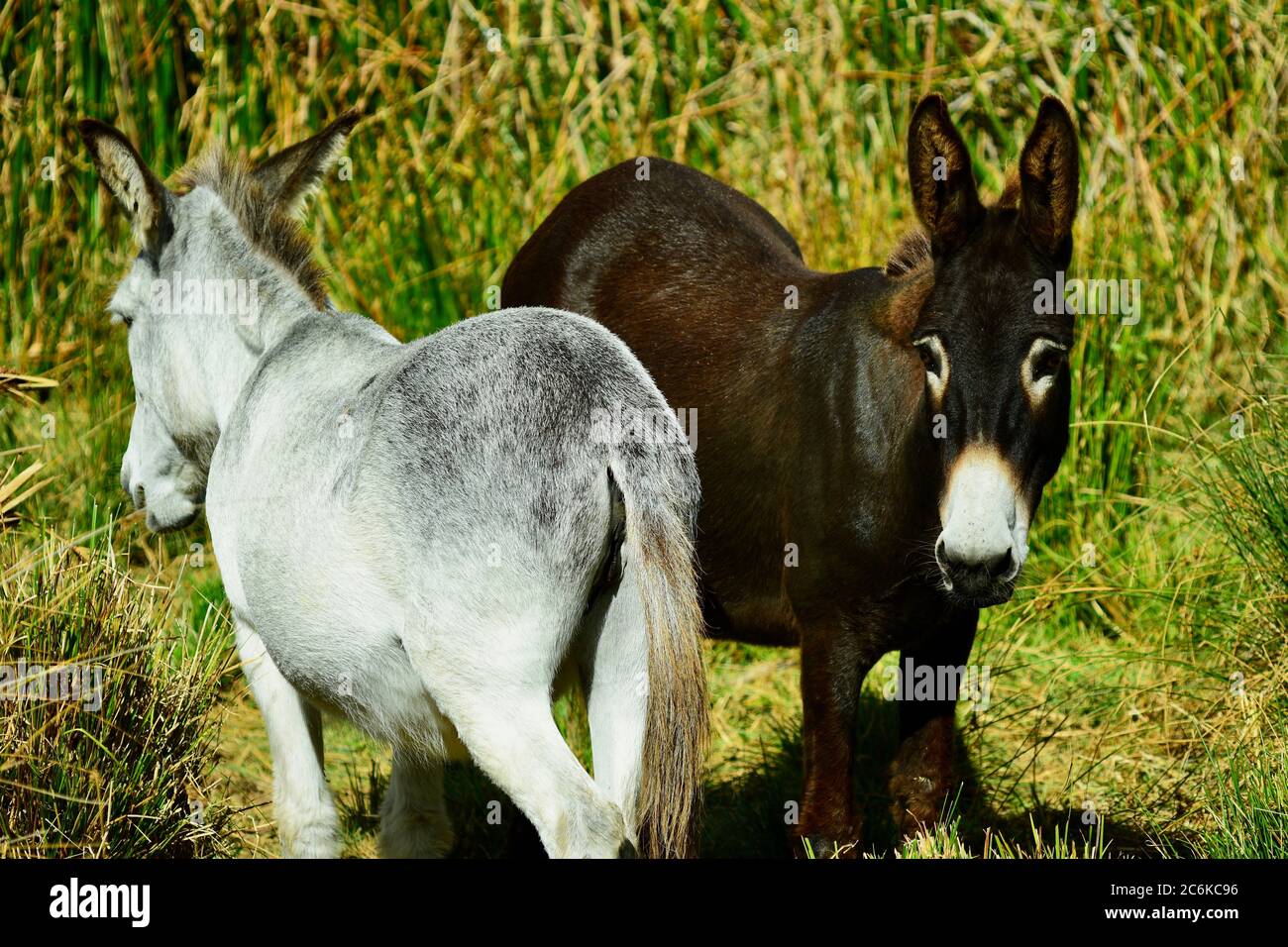 Portrait of a donkey. Donkey or ass is a domesticated member of the ...